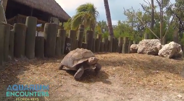 Rex the African Spurred Tortoise | Florida Keys Aquarium Encounters