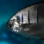 Marathon Aquarium: Manta Rays, Sharks, Coral Reefs & Tropical Fish