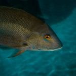 Marathon Aquarium: Manta Rays, Sharks, Coral Reefs & Tropical Fish