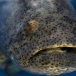 Marathon Aquarium: Manta Rays, Sharks, Coral Reefs & Tropical Fish