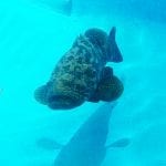 Marathon Aquarium: Manta Rays, Sharks, Coral Reefs & Tropical Fish