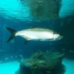 Marathon Aquarium: Manta Rays, Sharks, Coral Reefs & Tropical Fish