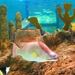 Marathon Aquarium: Manta Rays, Sharks, Coral Reefs & Tropical Fish