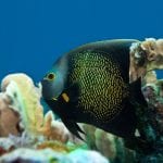 Marathon Aquarium: Manta Rays, Sharks, Coral Reefs & Tropical Fish