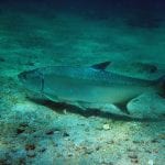 Marathon Aquarium: Manta Rays, Sharks, Coral Reefs & Tropical Fish