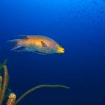 Marathon Aquarium: Manta Rays, Sharks, Coral Reefs & Tropical Fish