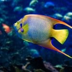 Marathon Aquarium: Manta Rays, Sharks, Coral Reefs & Tropical Fish