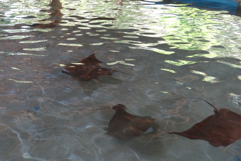 Stingray Encounter in the Florida Keys at a Marathon Aquarium