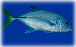 Marathon Aquarium: Manta Rays, Sharks, Coral Reefs & Tropical Fish